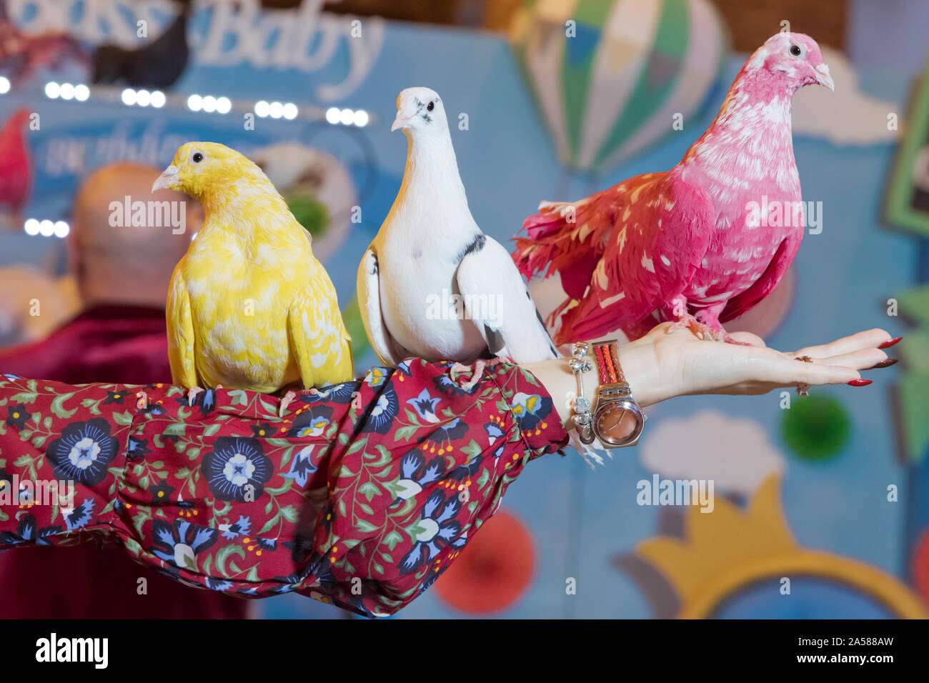 a dove on his hand . holding a red , white, yellow dove in his hand ...