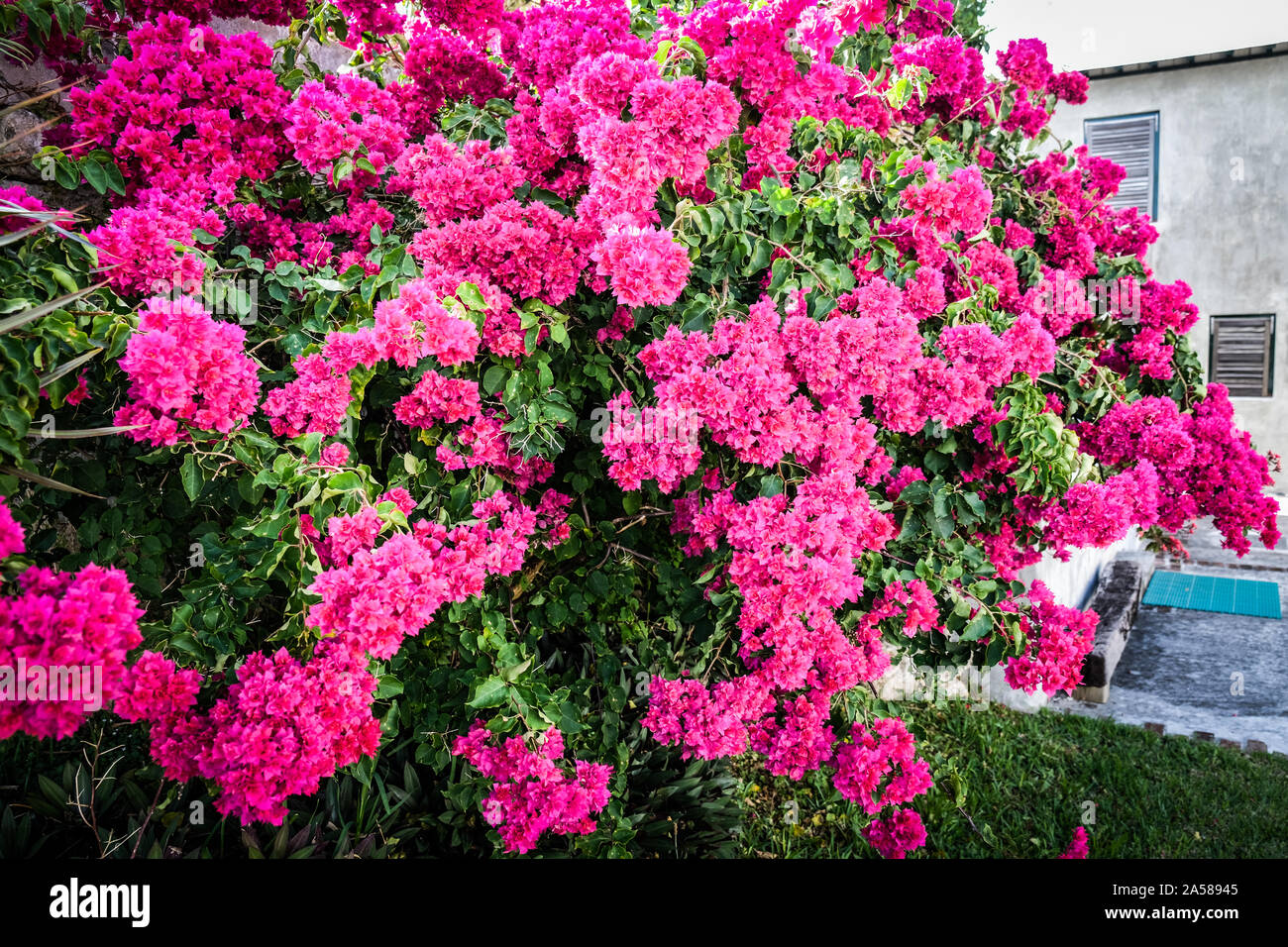 Pink and blue are favorite colors in Bermuda Stock Photo - Alamy