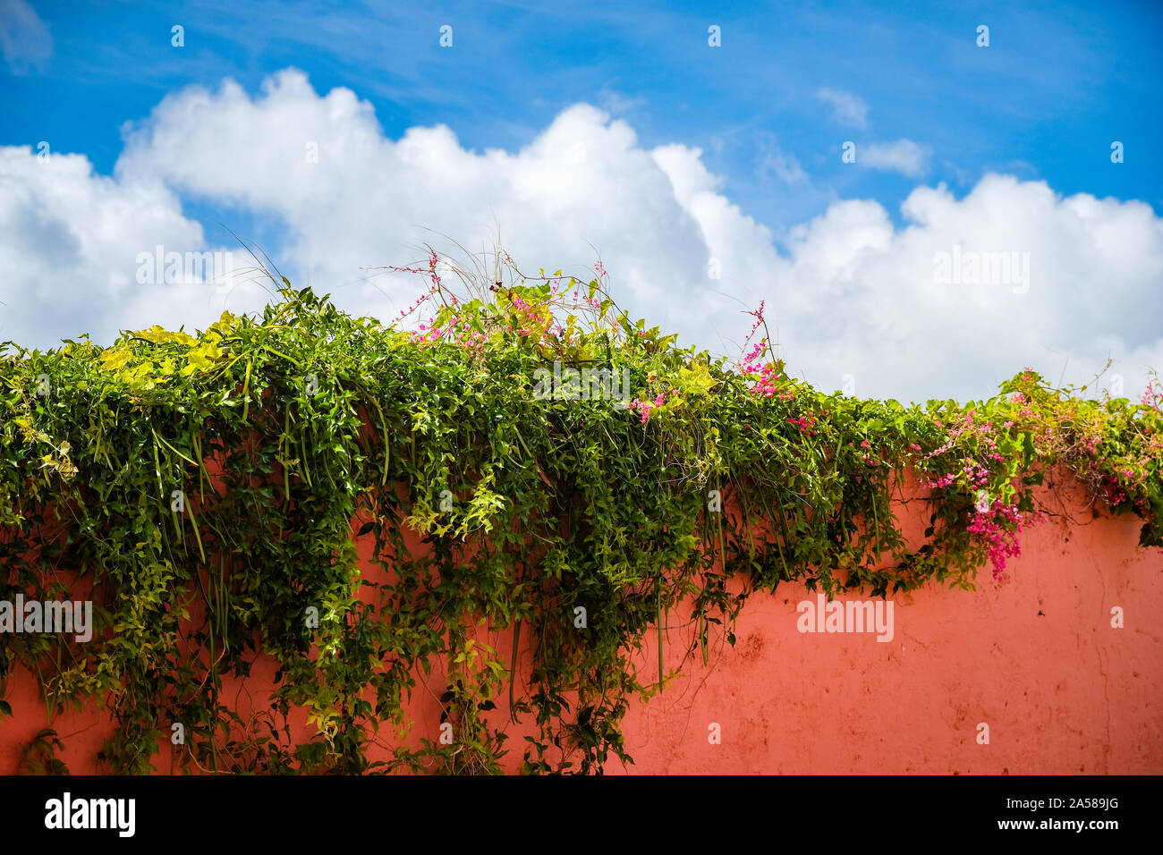Pink is the favorite color of Bermuda. House and wall in St. Georges ...