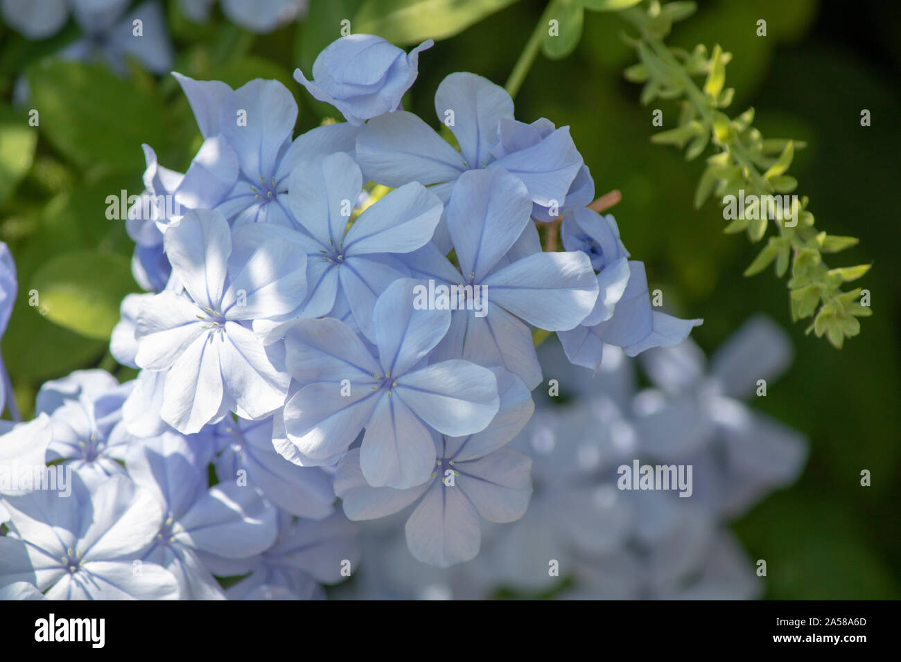 Plumbago zeylanica hi-res stock photography and images - Alamy