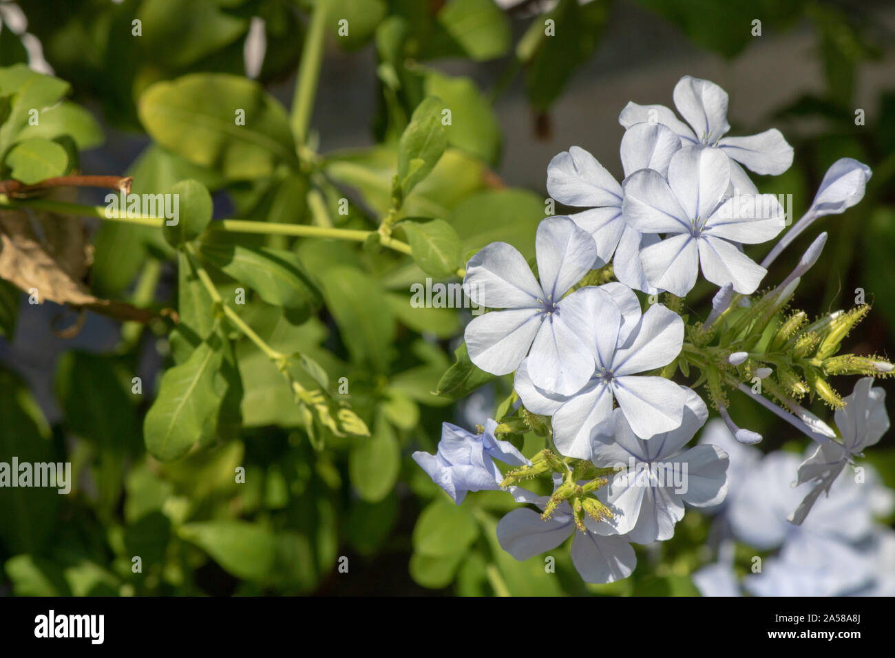 Plumbago zeylanica hi-res stock photography and images - Alamy