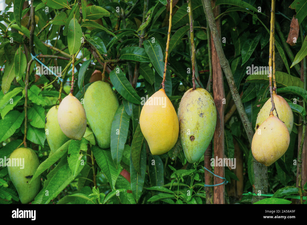 Ripe mango tree hi-res stock photography and images - Alamy