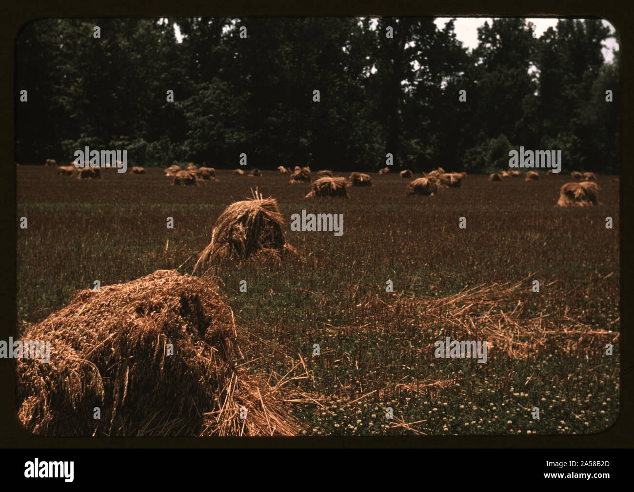 Typical southeastern Georgia farm with newly harvested field of oats ...