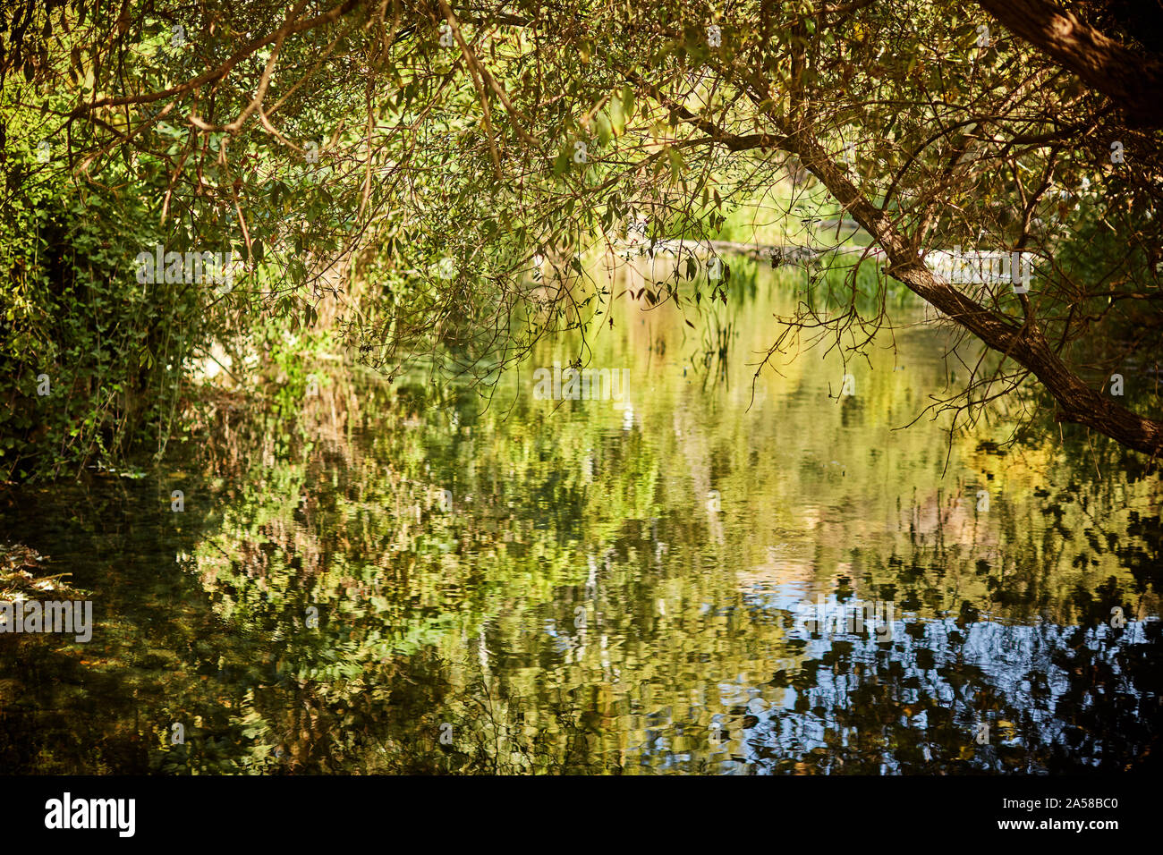 Trees reflecting in river. Abstract trees reflection on rippled water ...