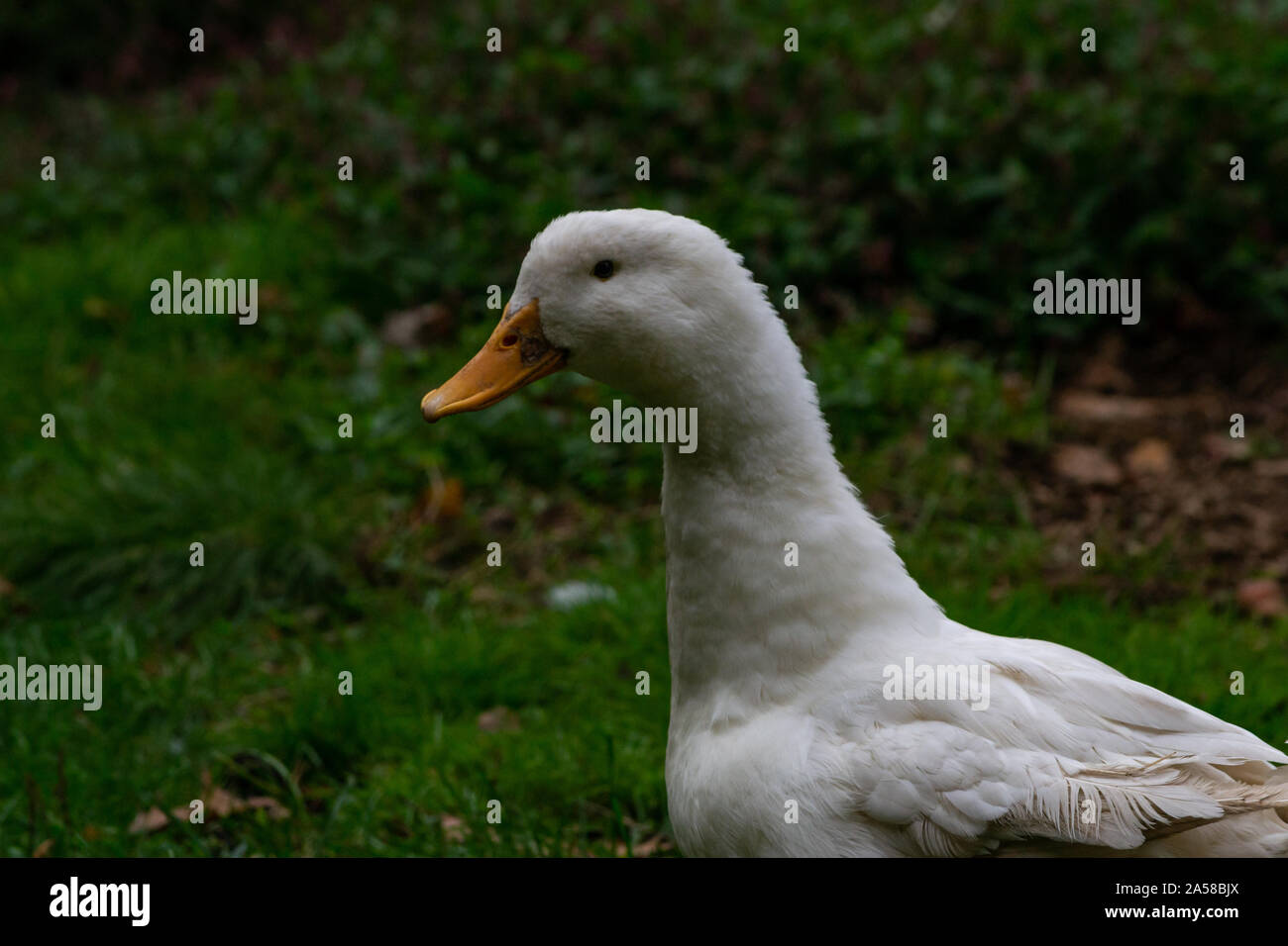 White duck red beak hi-res stock photography and images - Alamy