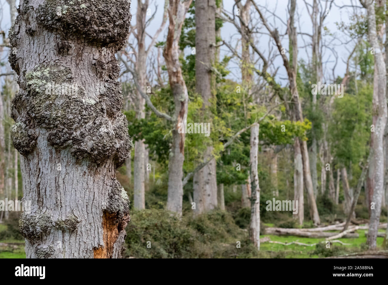 Dead oak trees in a dead forest in the New Forest, Hampshire, UK Stock ...