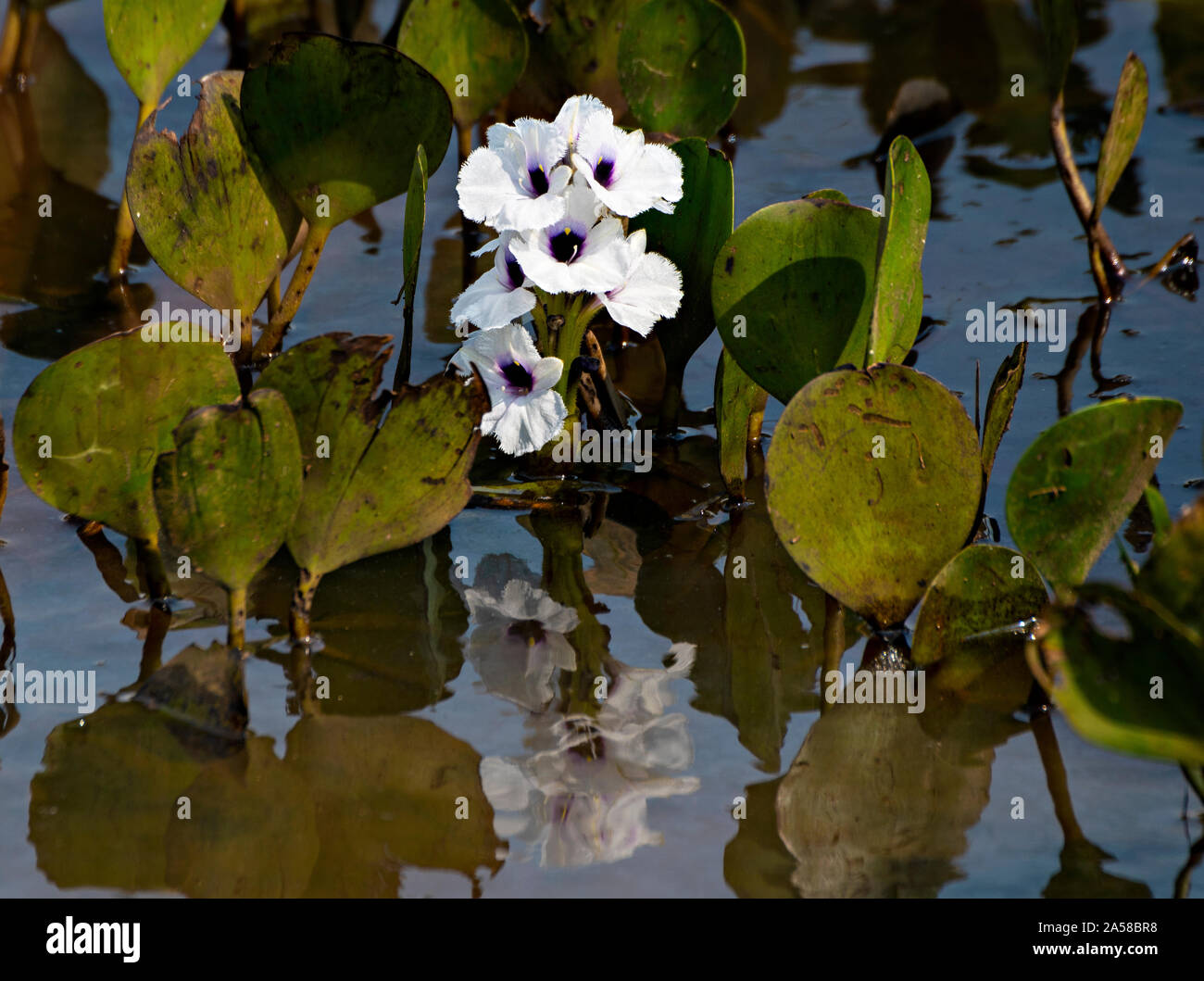 Aquatic plant blossom hi-res stock photography and images - Alamy
