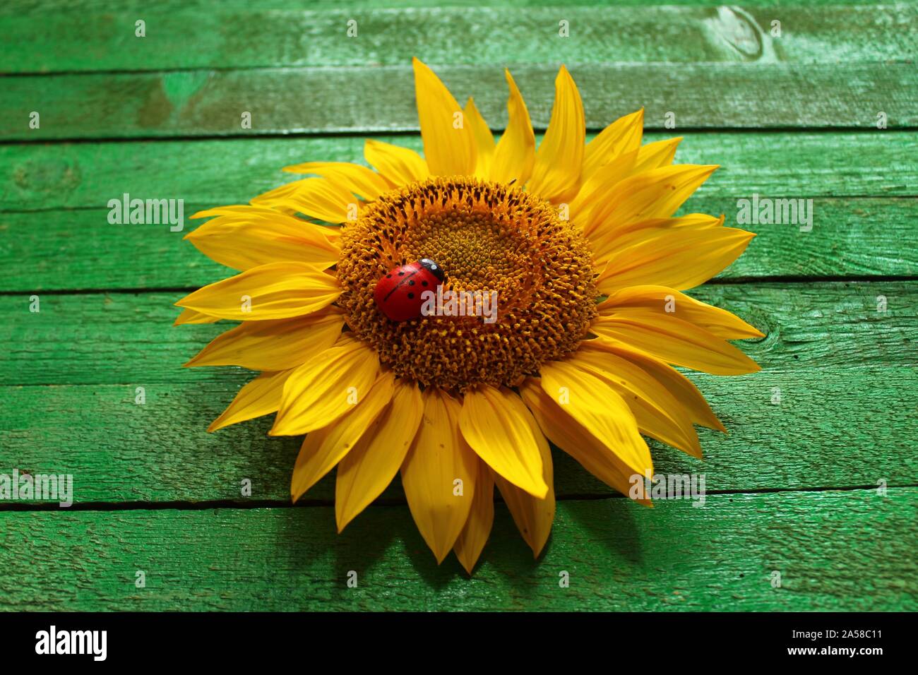 The picture a sunflower with a ladybug on green boards Stock Photo - Alamy