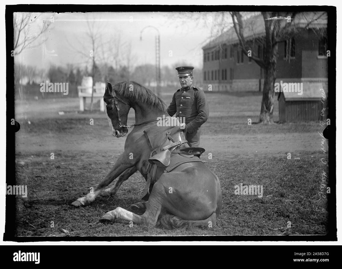 Army horse Black and White Stock Photos & Images - Alamy