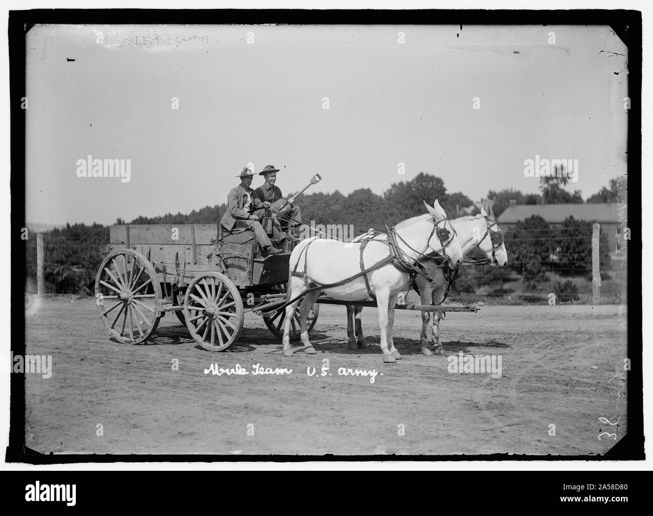 U.S. Army mule team & wagon Stock Photo - Alamy