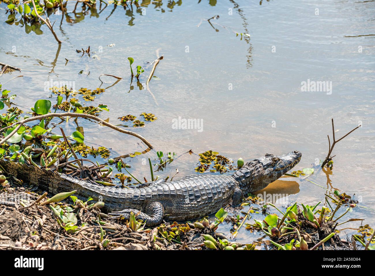Caiman teeth hi-res stock photography and images - Alamy