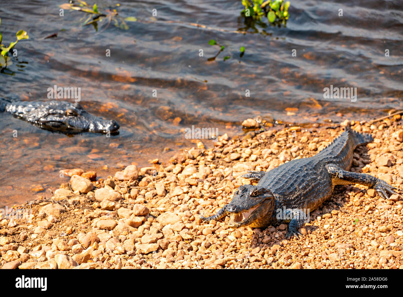 Caiman scales hi-res stock photography and images - Alamy