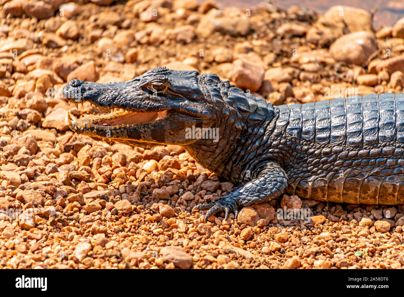 Caiman teeth hi-res stock photography and images - Alamy