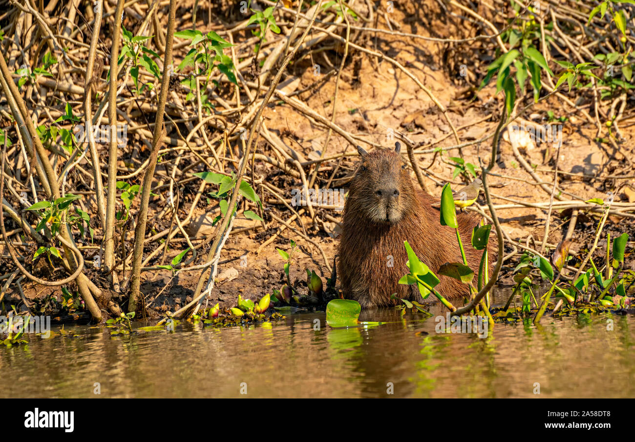 Capybara Getting Wet Stock Photo - Alamy