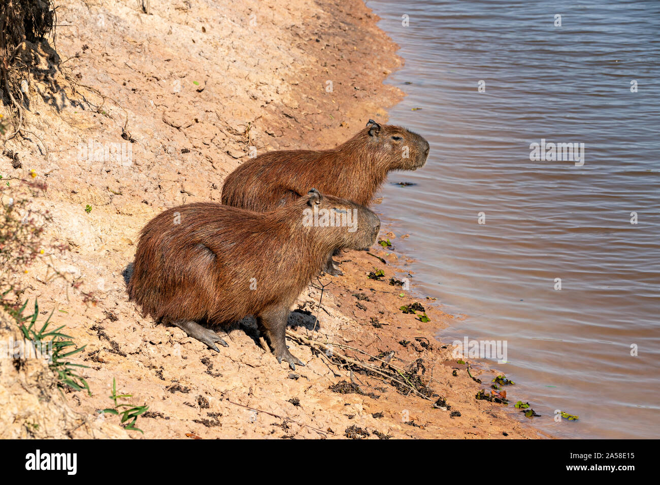 Cute capybaras hi-res stock photography and images - Alamy