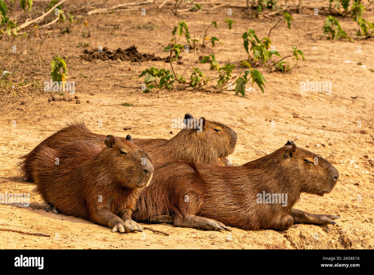 Three capybaras hi-res stock photography and images - Alamy