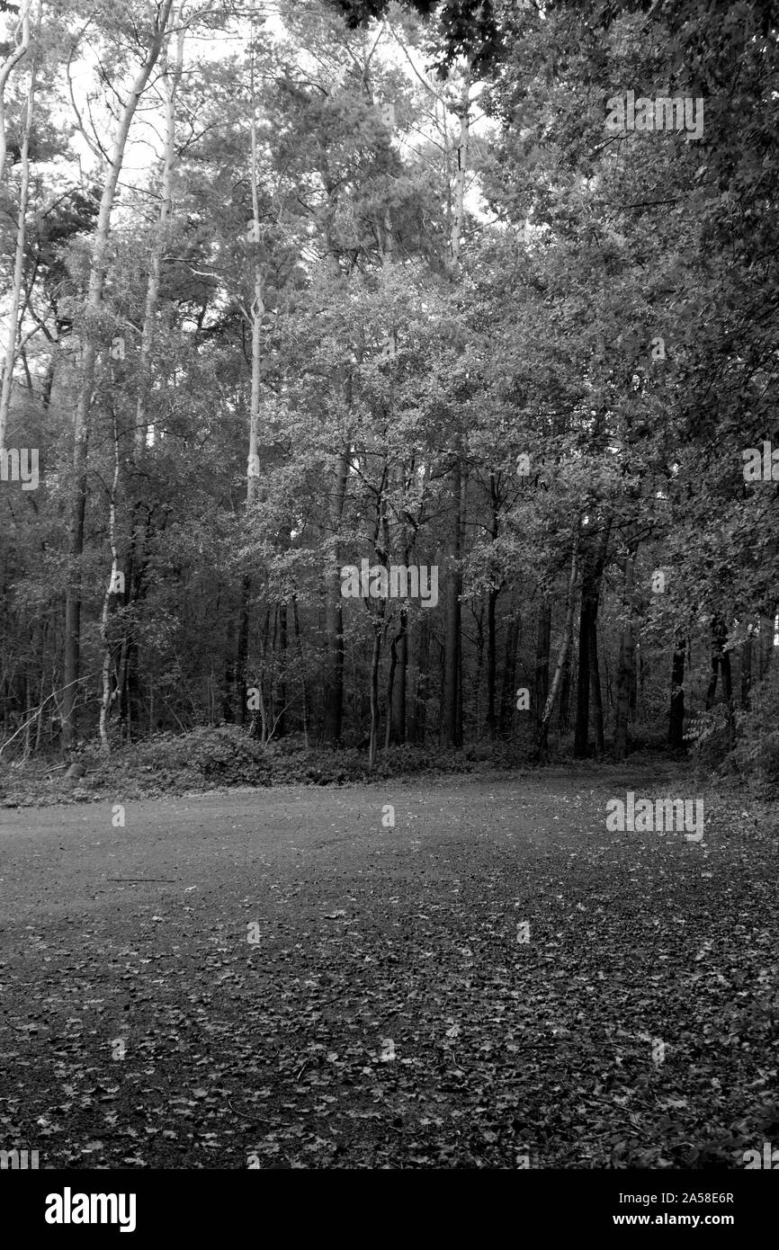 autumnal landscape and nature of geeste in the district emsland ...