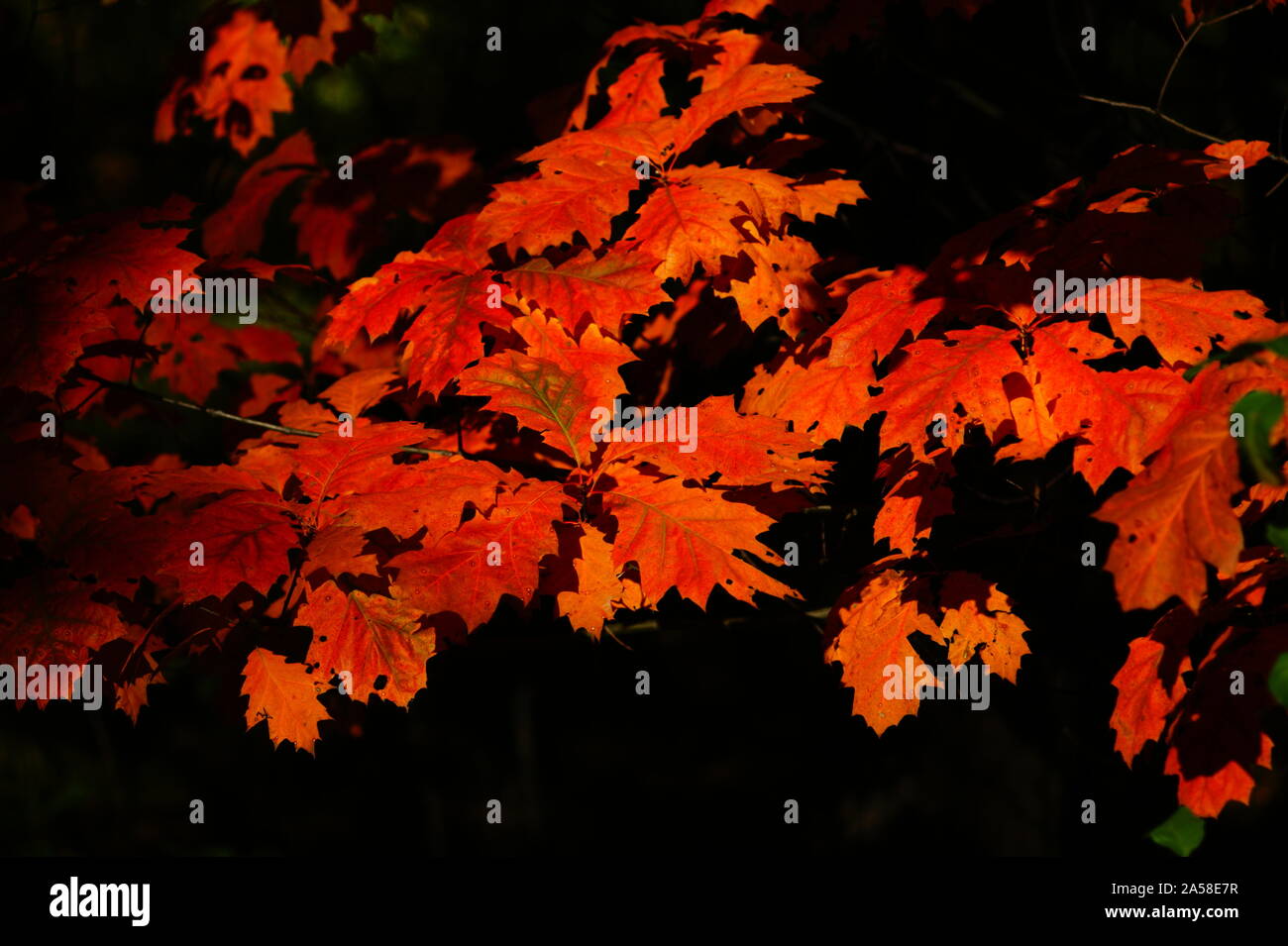 autumn colors, nature trees leaves forest different colors Stock Photo ...