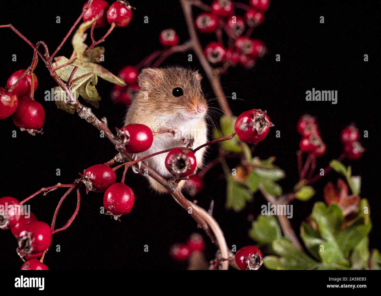 Harvest Mouse looking fr food Stock Photo - Alamy