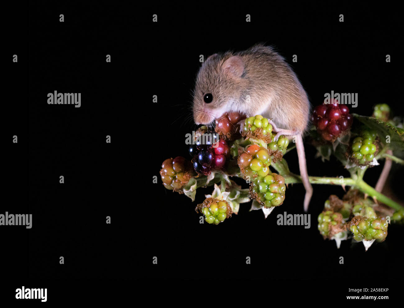 Harvest Mouse looking fr food Stock Photo - Alamy