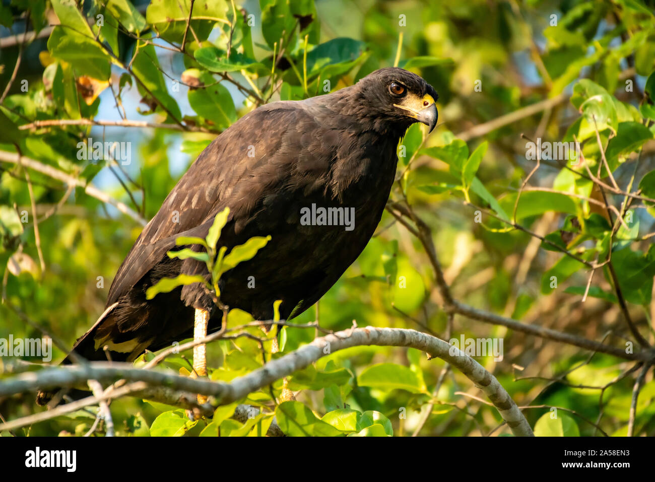 Great Black Hawk #1 Stock Photo - Alamy