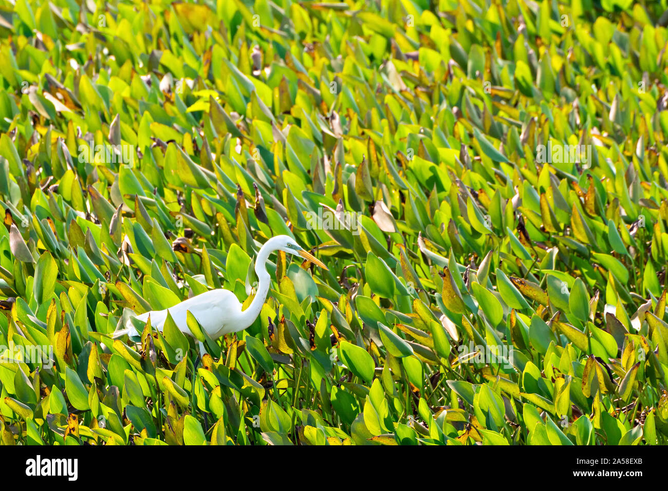 Wildlife marsh hi-res stock photography and images - Alamy