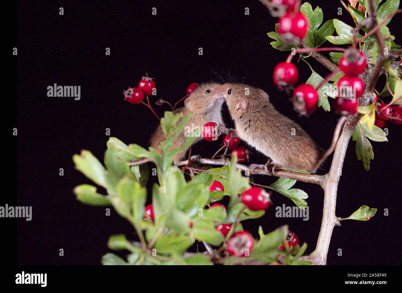 Harvest mouse berries hi-res stock photography and images - Alamy