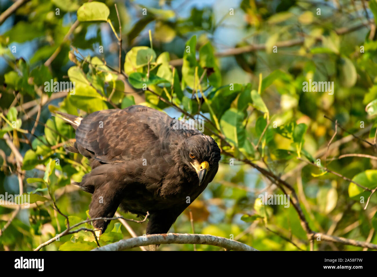 Great Black Hawk #2 Stock Photo - Alamy