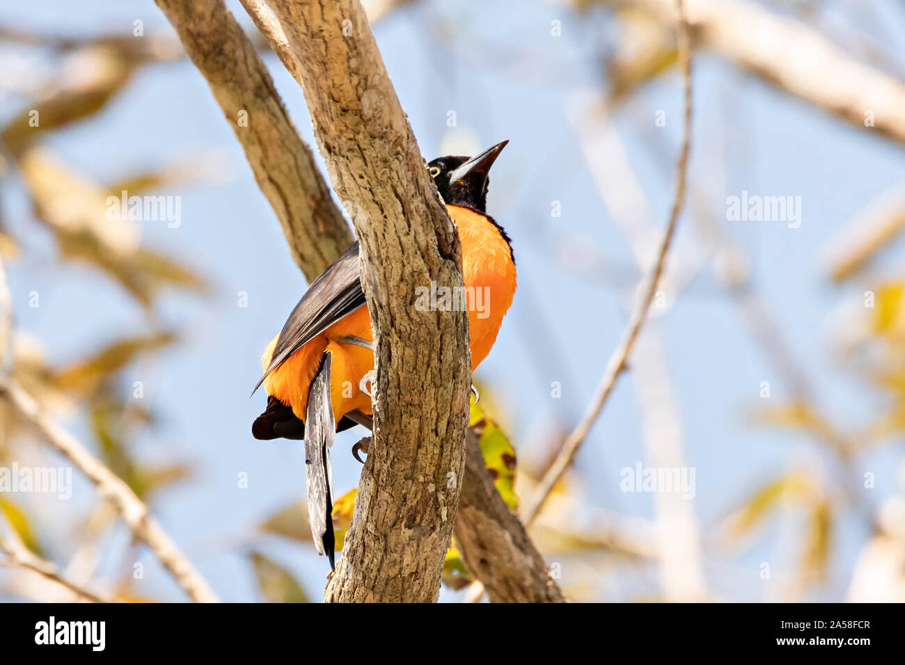 Orange backed troupial icterus croconotus hi-res stock photography and ...