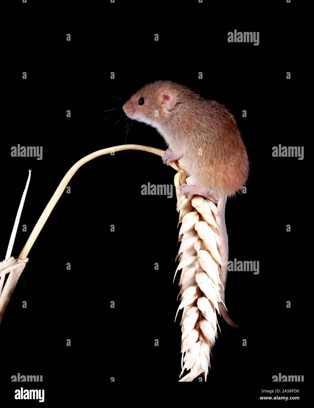 Harvest Mouse looking fr food Stock Photo - Alamy
