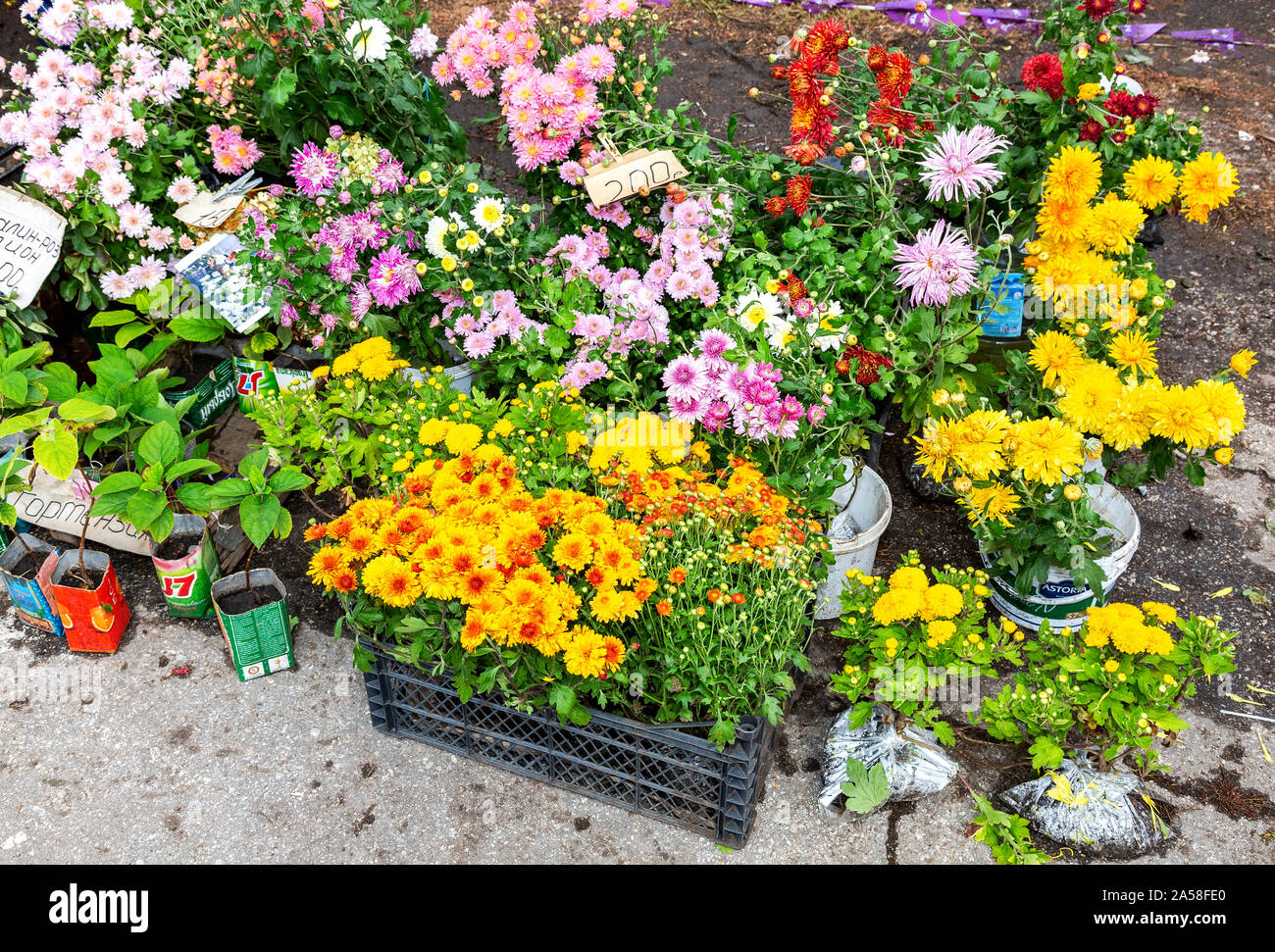 Blooming blossoming flowers hi-res stock photography and images - Alamy