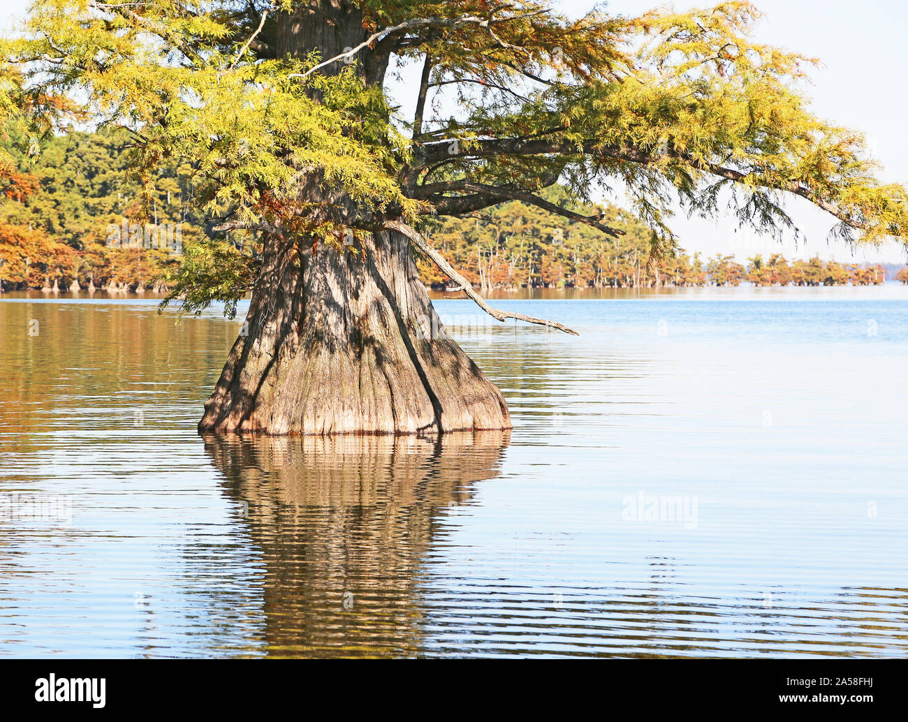Cypress tree lake hi-res stock photography and images - Alamy