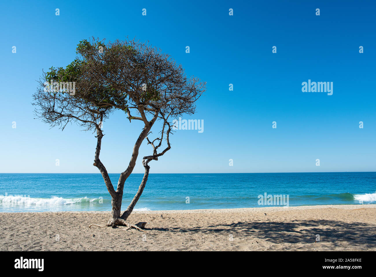 California Beach photo with a tree for magazines and websites Stock ...