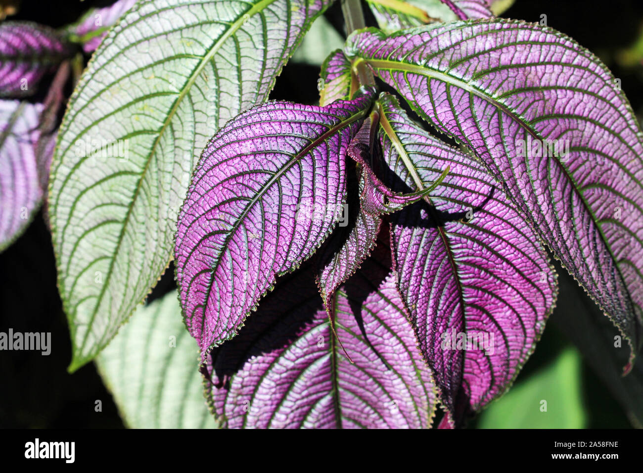 Persian shield hi-res stock photography and images - Alamy