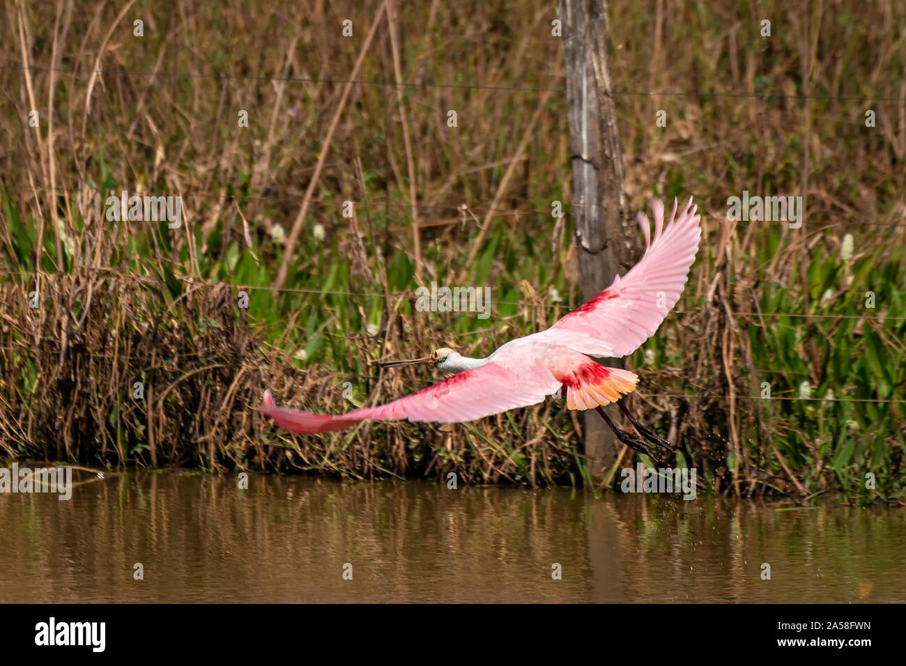 Roseate Spoonbill In Flight Stock Photo - Alamy