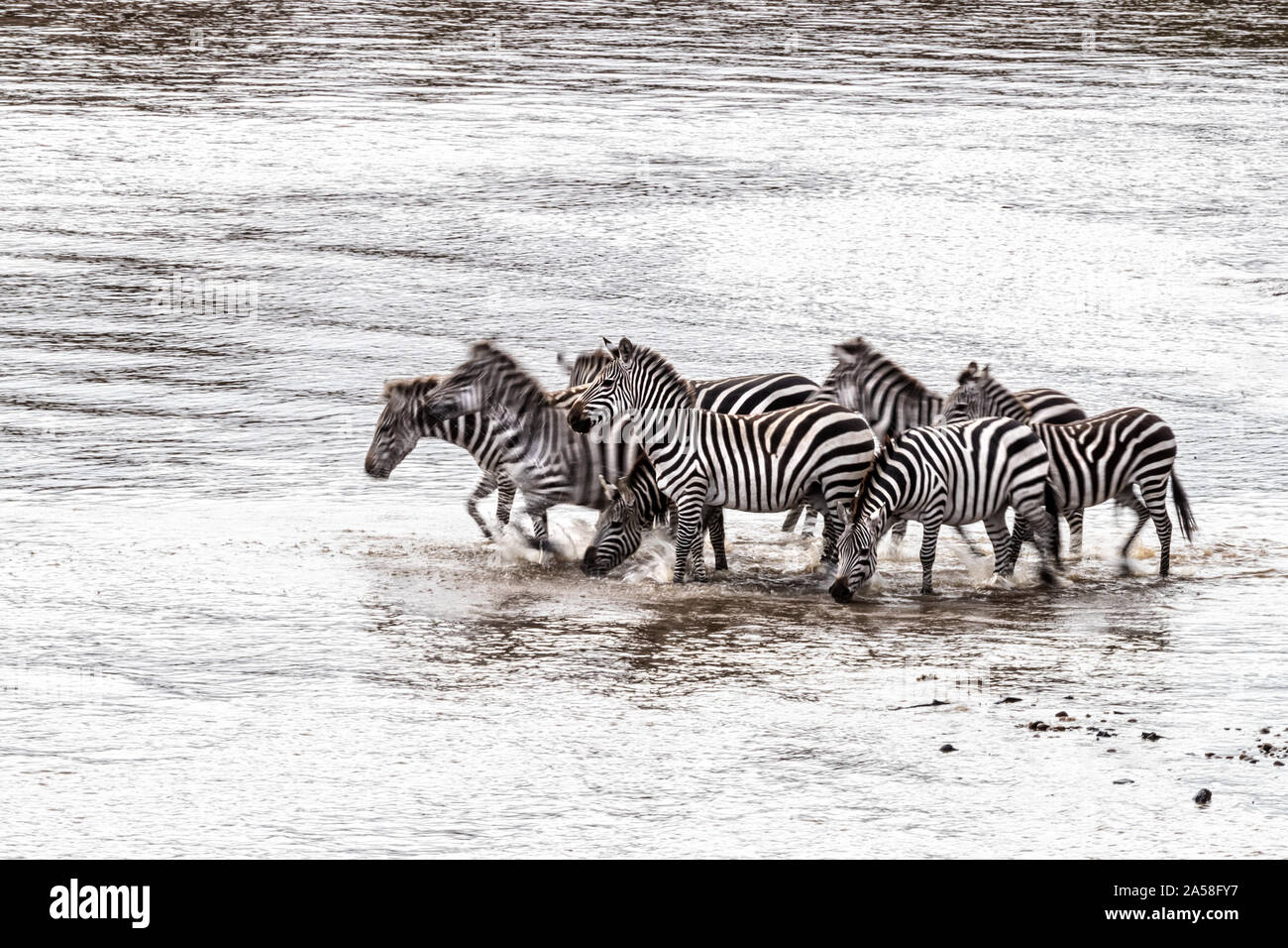 Slow shutter speed depiction of zebras crossing the Mara River during ...
