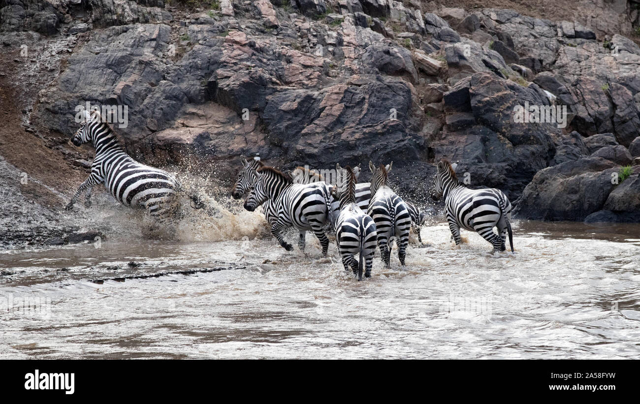 A group of zebra emerge from the Mara River following a river crossing ...