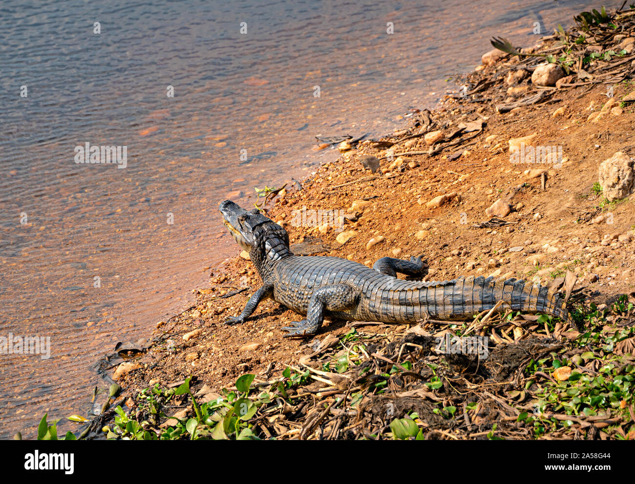 Striped tail hi-res stock photography and images - Alamy
