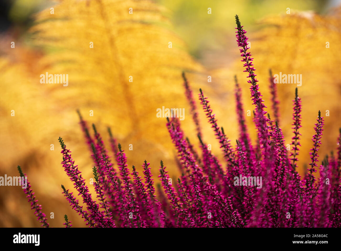 Calluna vulgaris garden hi-res stock photography and images - Alamy