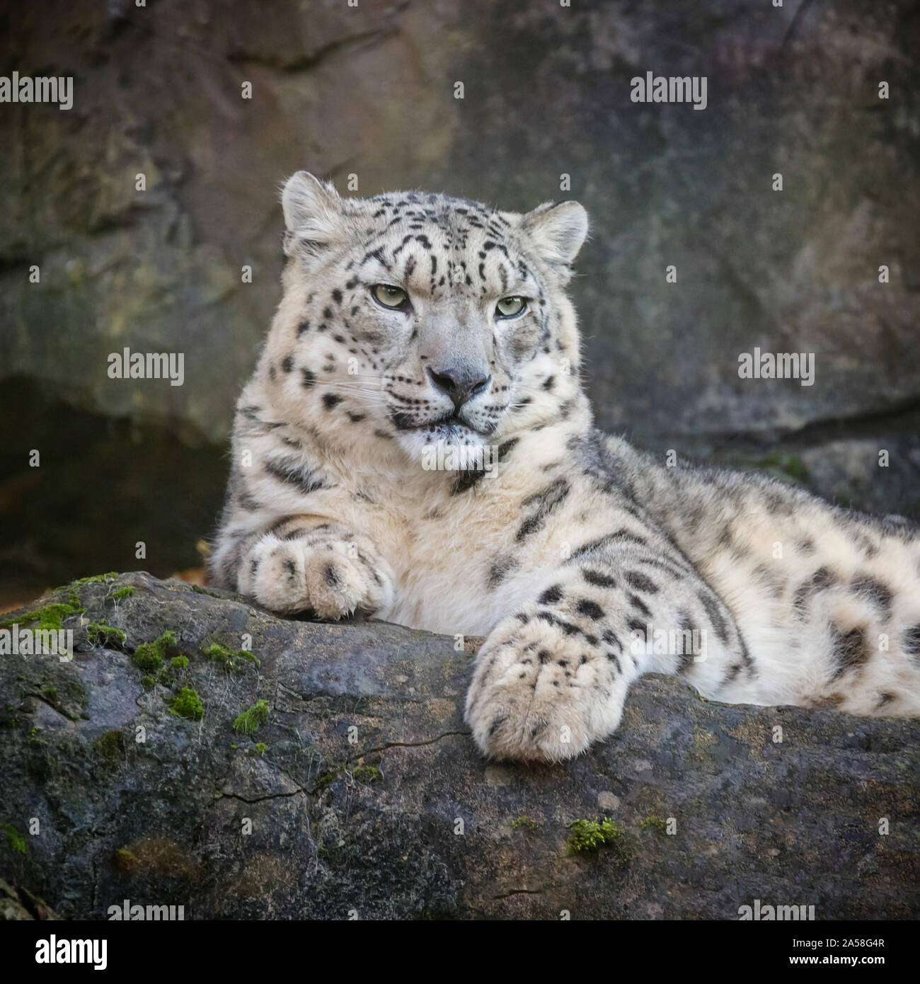 Rocky ledge leopard hi-res stock photography and images - Alamy