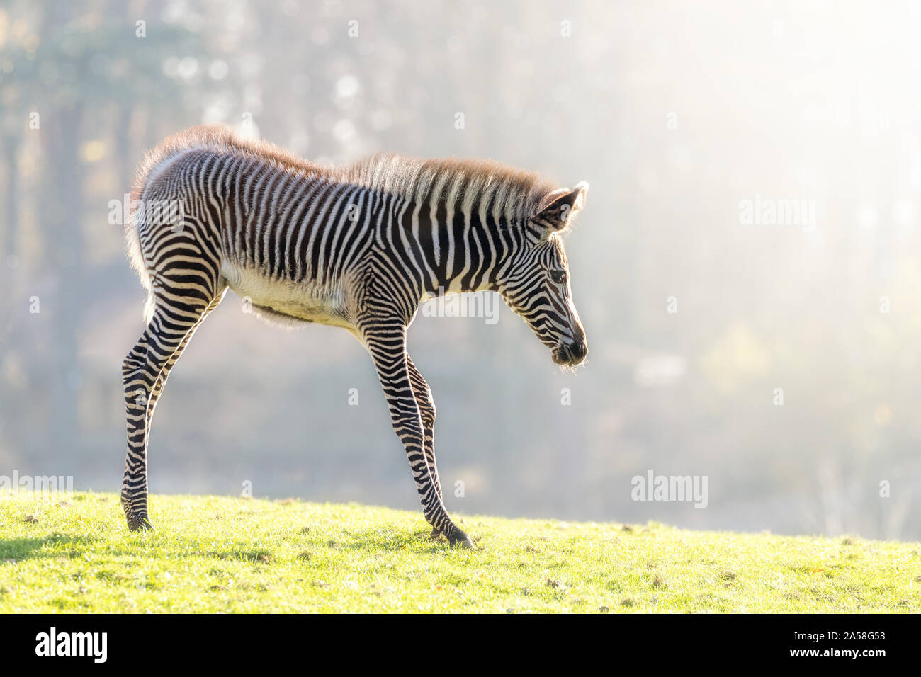 Awkward Legs High Resolution Stock Photography and Images - Alamy
