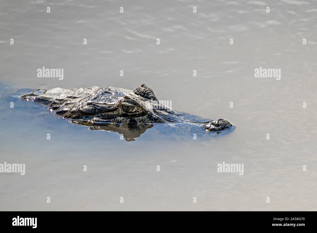 Stealth Caiman 2 Stock Photo - Alamy
