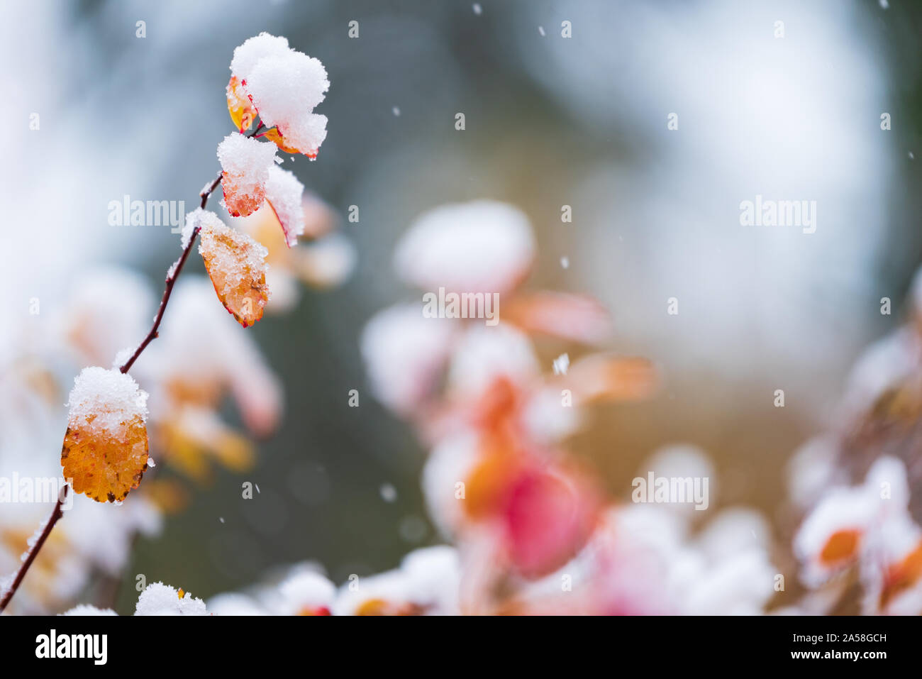 Birchleaf spirea, Spiraea betulifolia, leaves covered with fresh snow ...