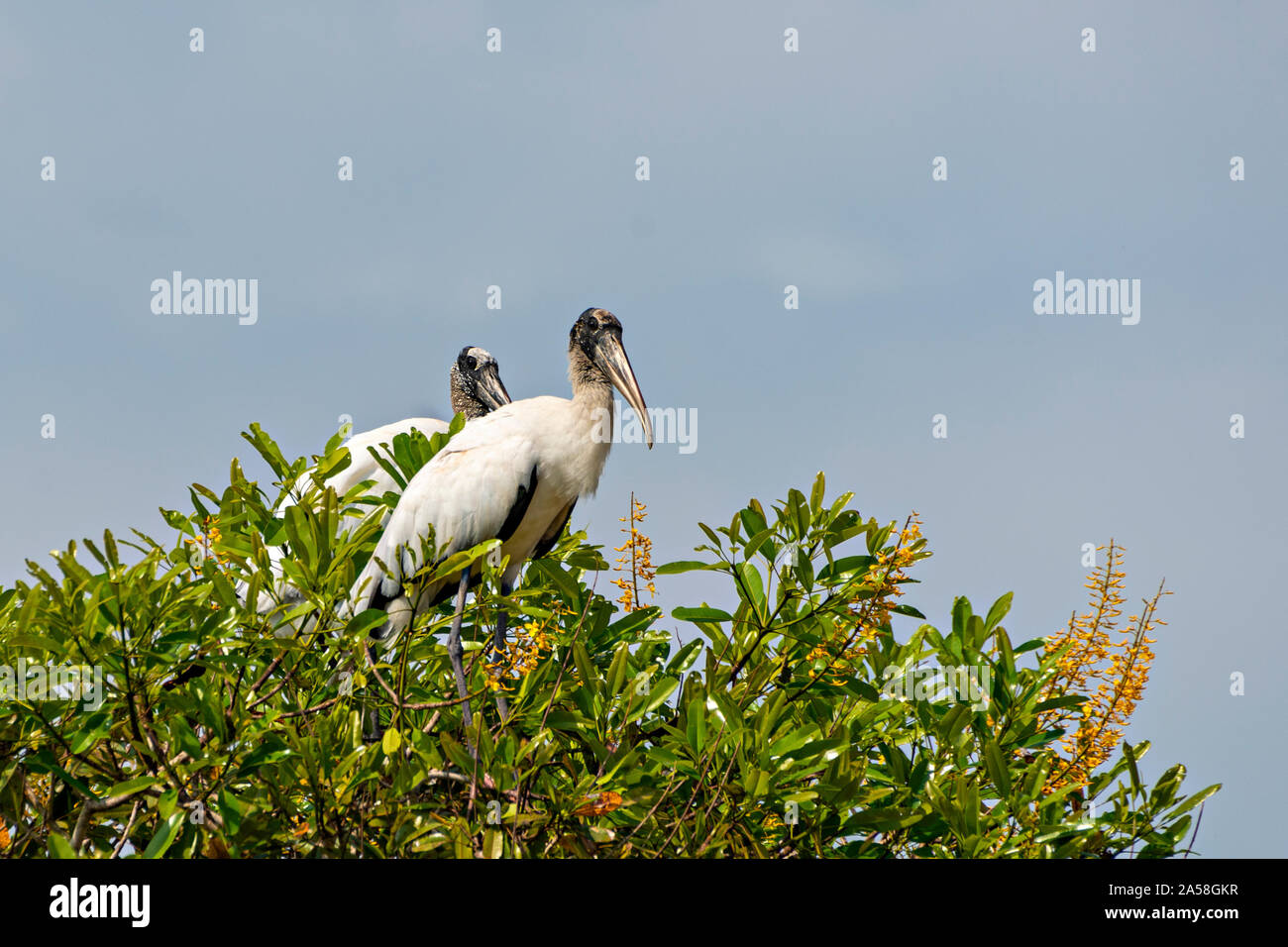 Pantanal storks hi-res stock photography and images - Alamy