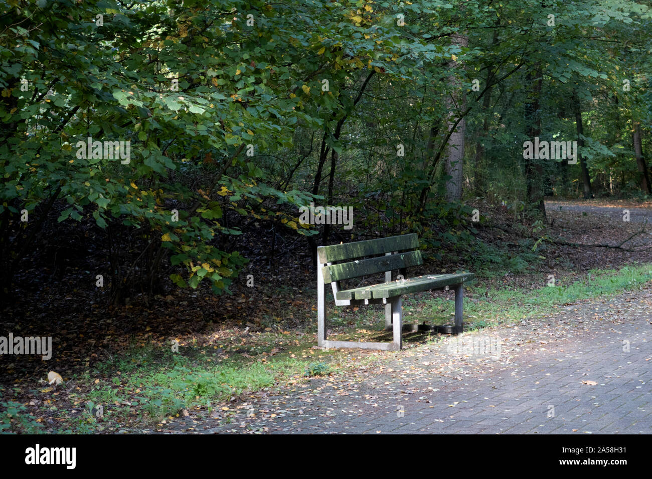 Wooden tree landscape landscape nature nature leaves hi-res stock ...