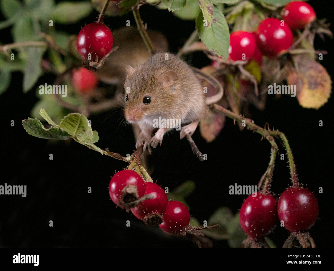 Harvest mouse berries hi-res stock photography and images - Alamy