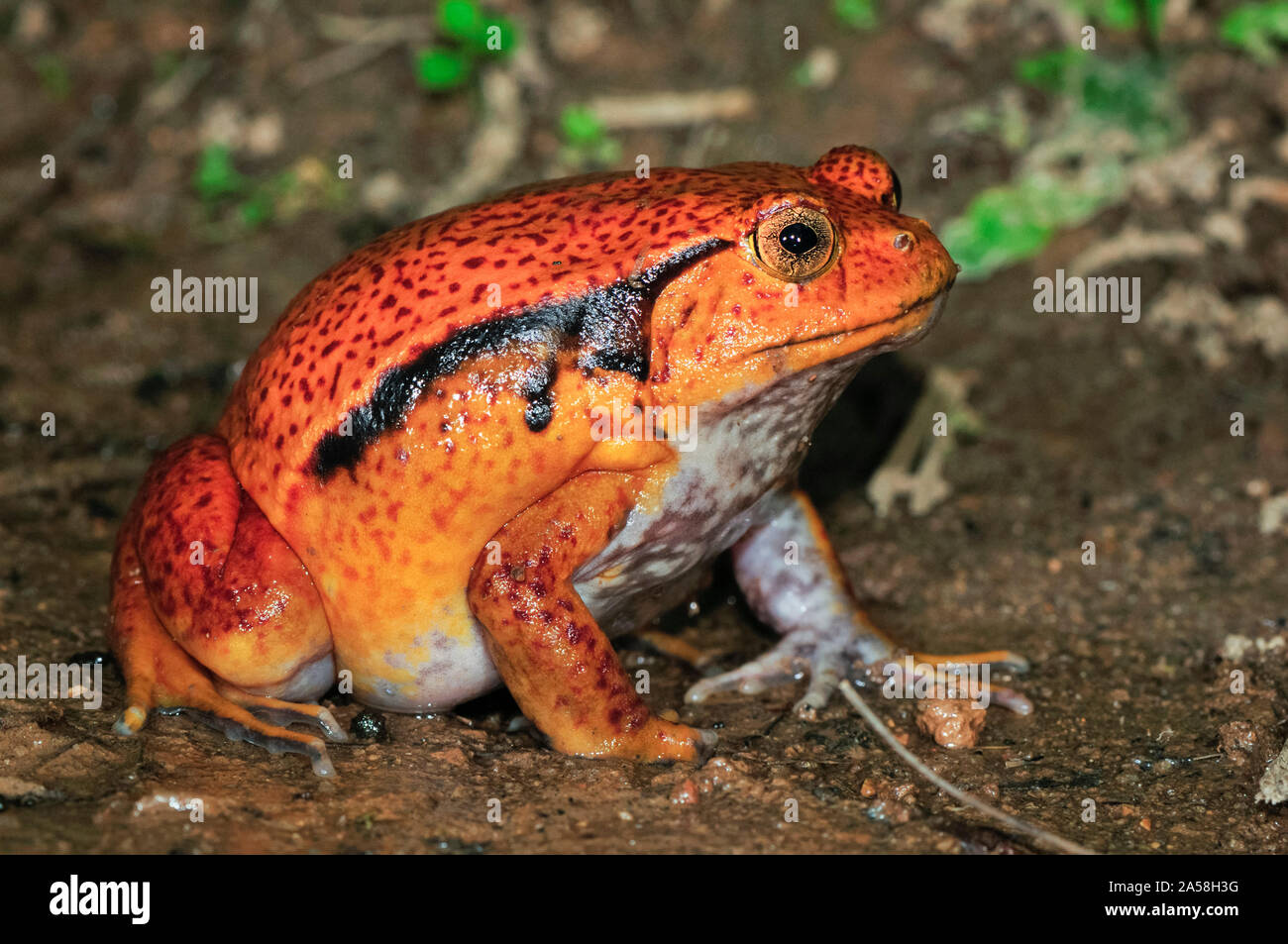 Madagascar tomato frog, Dyscophus antongilii, endemic to Madagascar ...