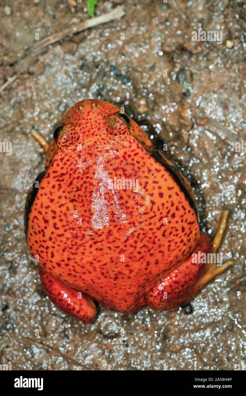 Madagascar tomato frog, Dyscophus antongilii, endemic to Madagascar ...