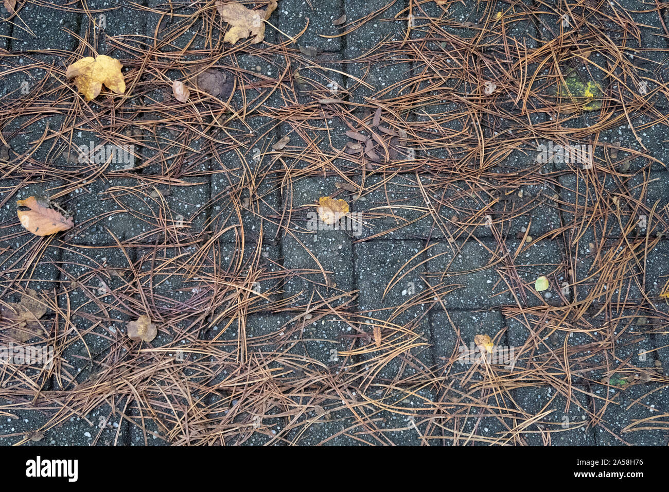 autumnal landscape and nature of geeste in the district emsland ...