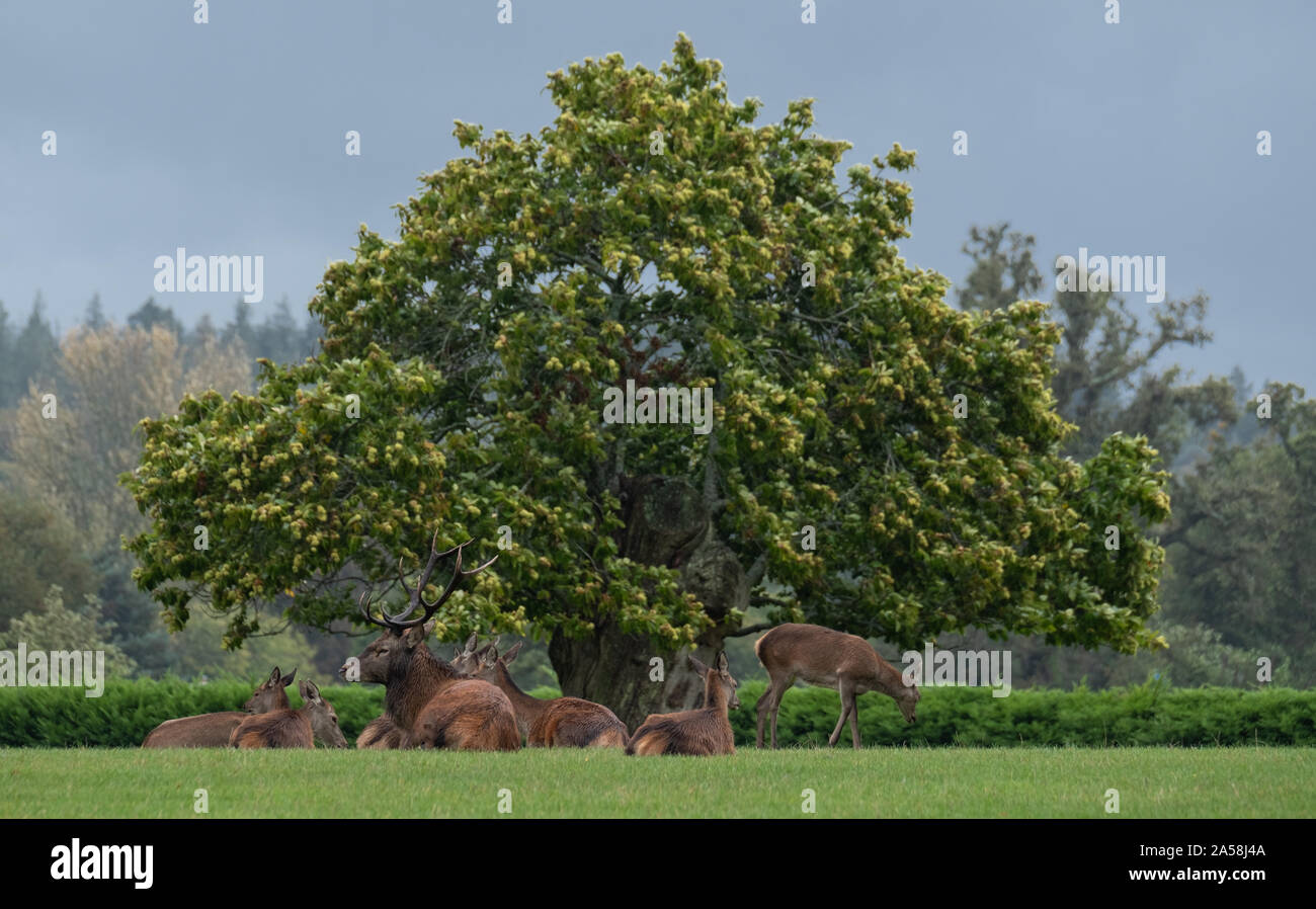 Sitting group of red deer, including male with antlers and female hinds ...